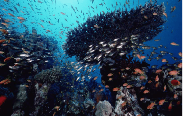 VIATGE AL MAR ROIG 2022 – Palamós Dive Center